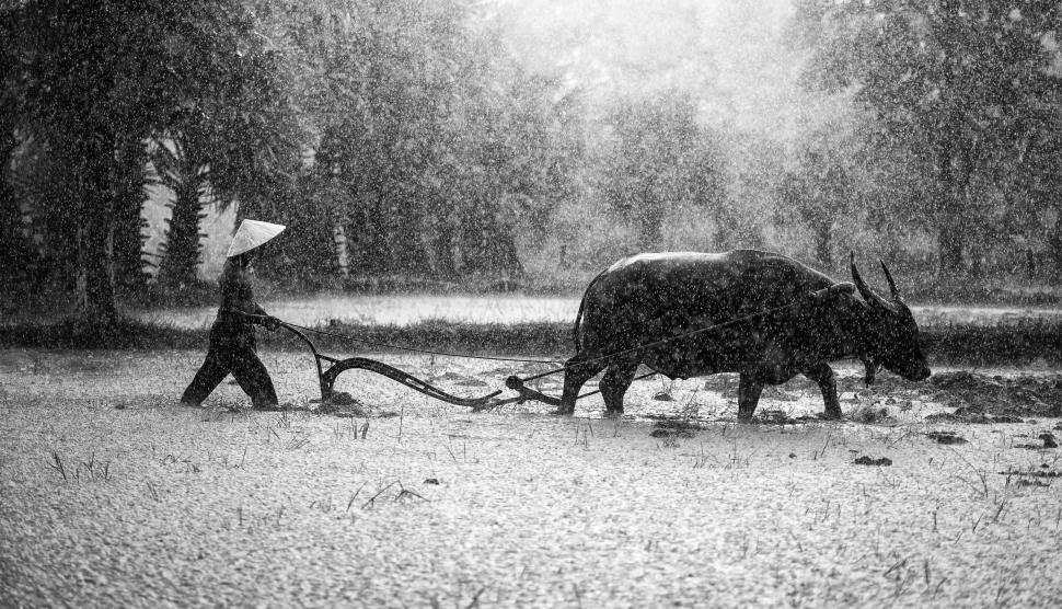 Free Stock Photo of Man Plowing Field With Oxen | Download Free Images ...