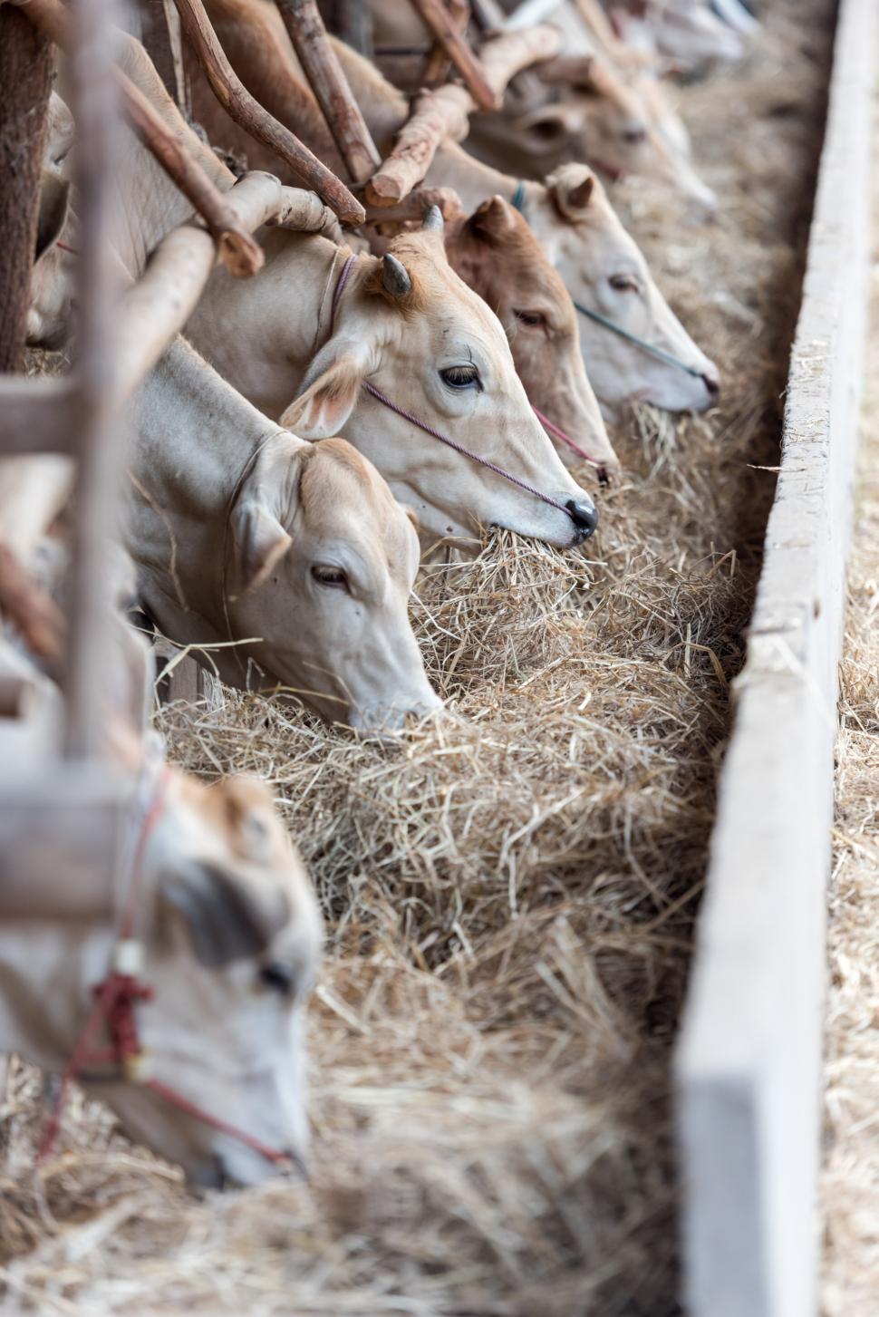 Free Stock Photo of Group of Cows Eating Hay in a Pen | Download Free ...