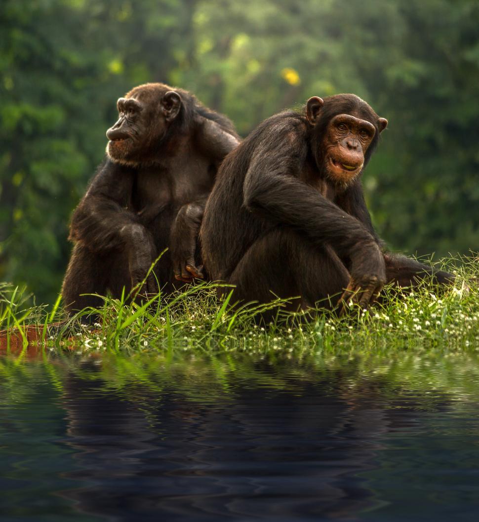 Free Stock Photo of Two Chimps | Download Free Images and Free ...