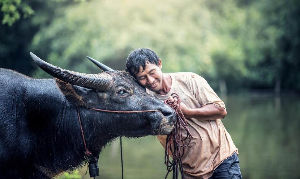 Free Stock Photo of Man Standing Next to Water Buffalo | Download Free ...