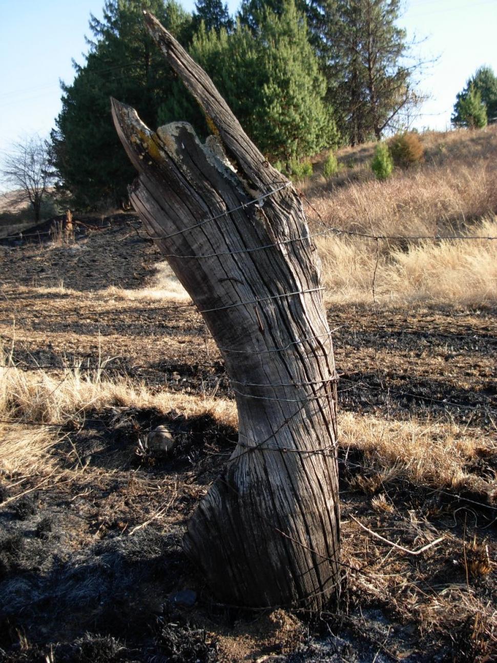 Free Stock Photo of Tangled tree stump | Download Free Images and Free ...