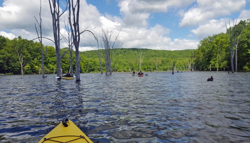 Free Stock Photo of Drowned Tree Forest | Download Free Images and Free ...