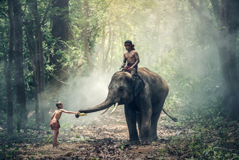Free Stock Photo of Kid and the Elephant Rider | Download Free Images ...