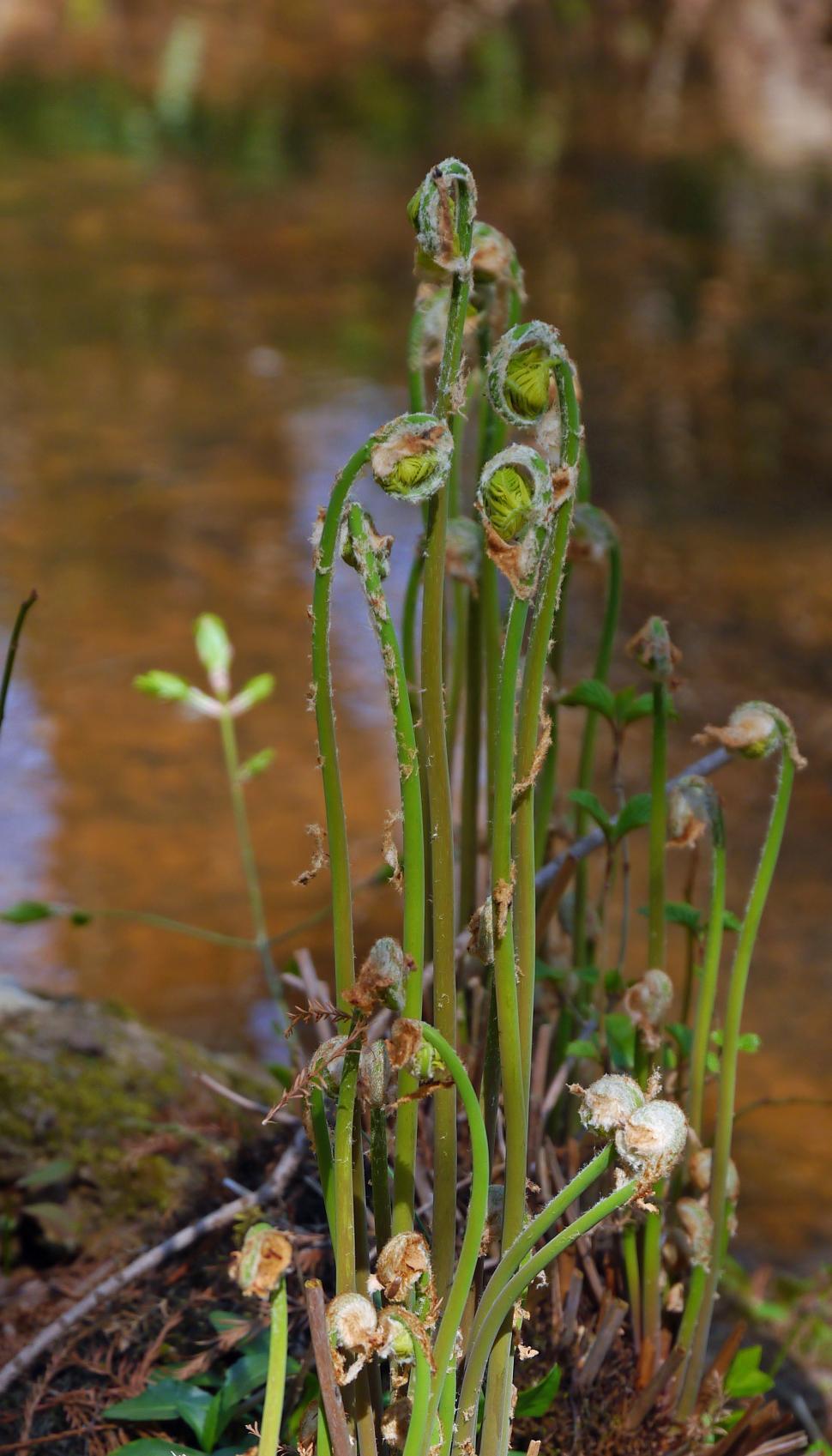 Free Stock Photo of New Fern Leaves | Download Free Images and Free ...