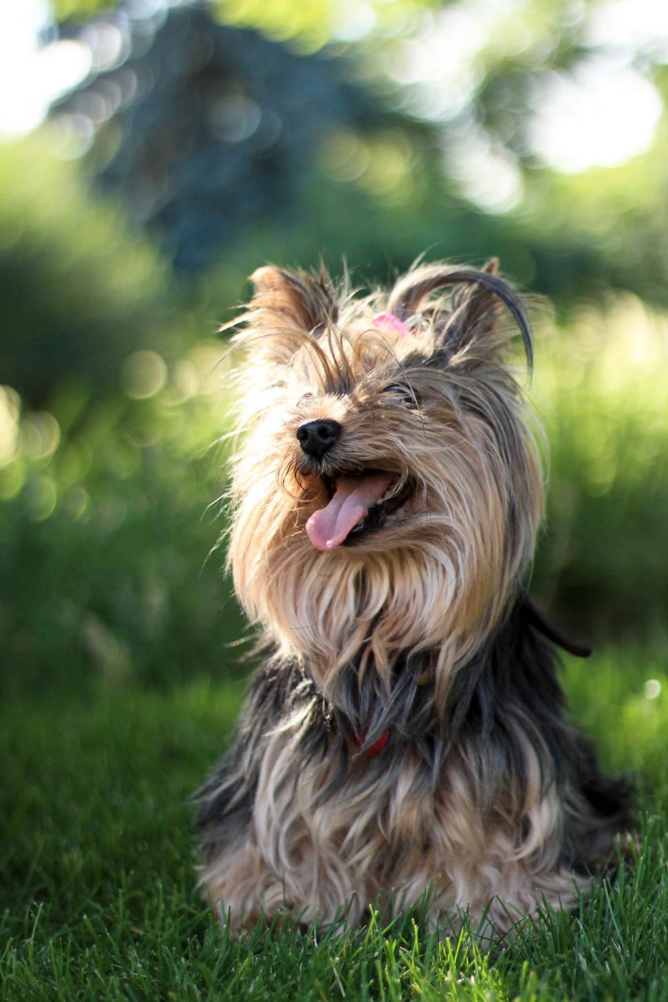 Free Stock Photo of Pet Dog | Download Free Images and Free Illustrations