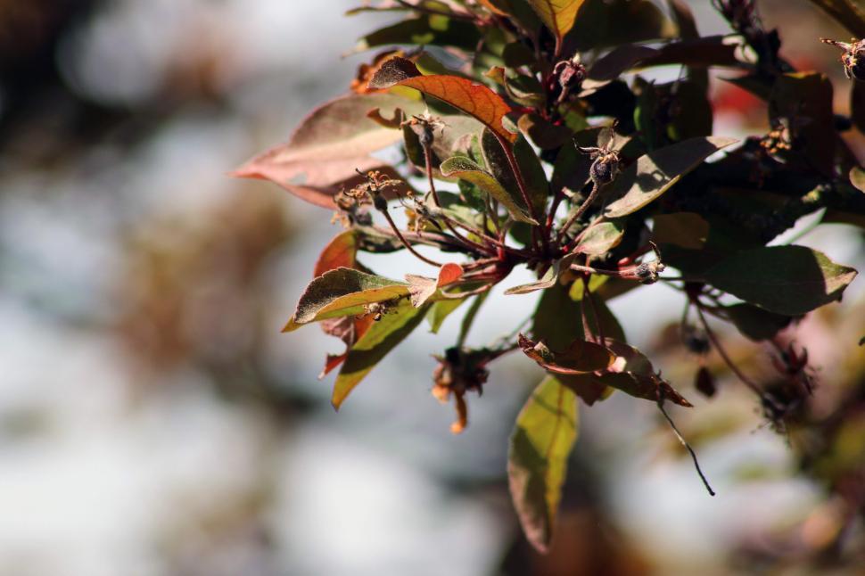 Free Stock Photo of Close Up of Leaves on a Tree | Download Free Images ...
