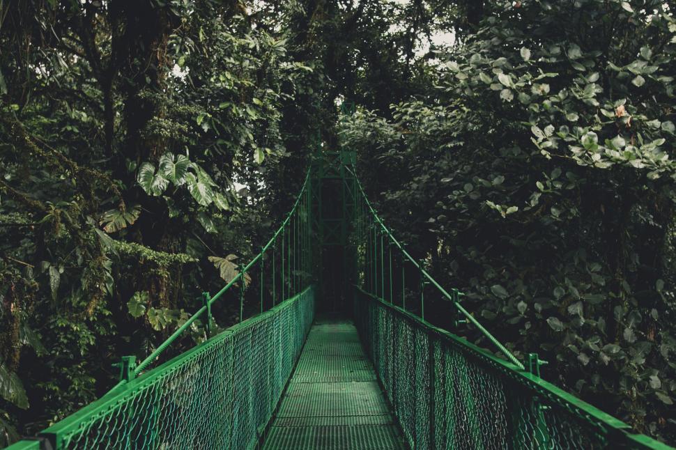 Free Stock Photo of Bridge Spanning Through Dense Forest | Download ...