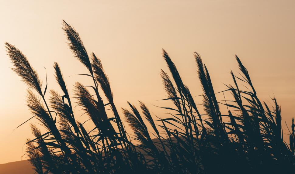 Free Stock Photo of Tall Grass Blowing in the Wind at Sunset | Download ...