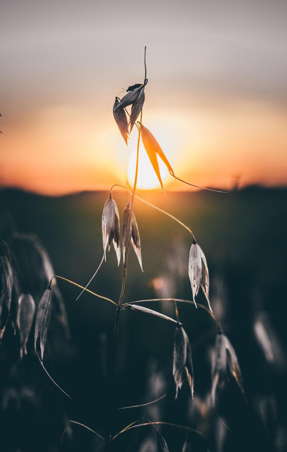 Free Stock Photo of Sun Setting Over Grass Field | Download Free Images ...