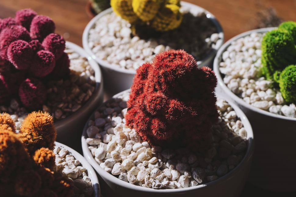 Free Stock Photo of Group of Potted Plants on Wooden Table | Download ...