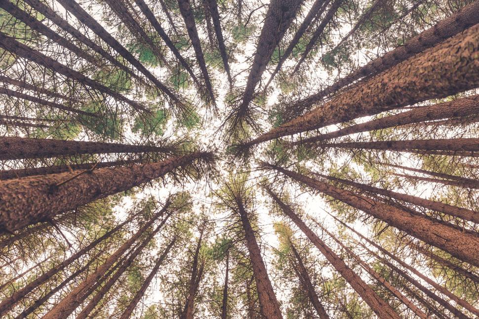 Free Stock Photo of Group of Tall Trees in Forest | Download Free ...