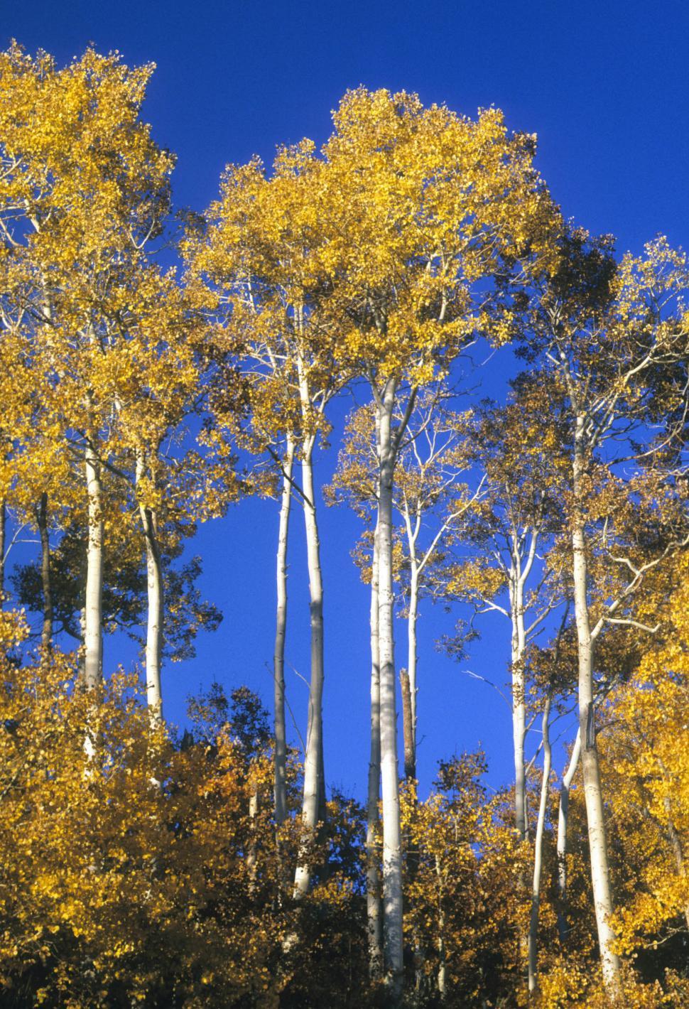 Free Stock Photo of aspen forest | Download Free Images and Free ...