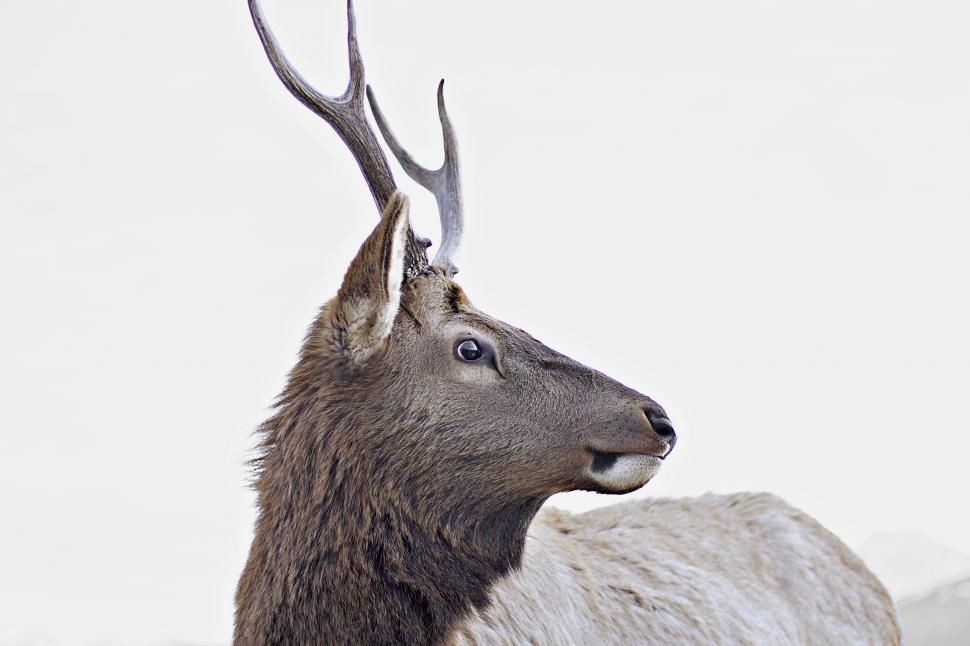 Free Stock Photo of Majestic Deer With Massive Antlers | Download Free ...