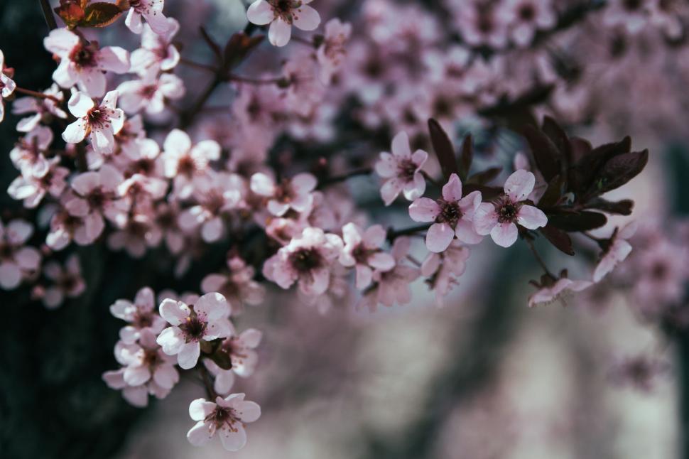 Free Stock Photo of Cluster of Flowers on Tree Branch | Download Free ...