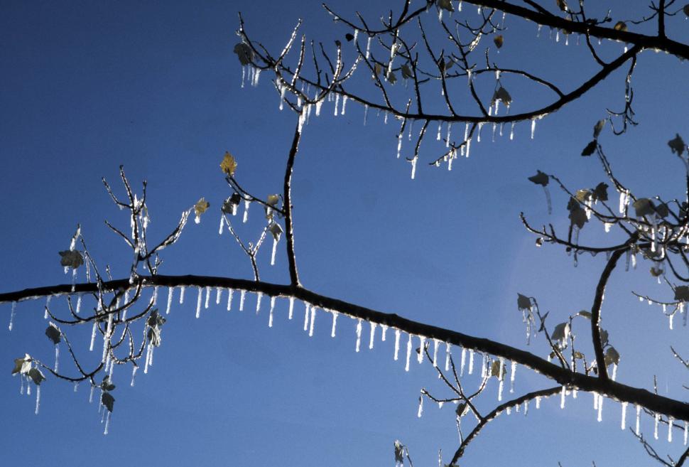 Free Stock Photo of frozen branches | Download Free Images and Free ...