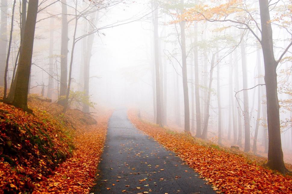 Free Stock Photo of A Foggy Path in the Heart of a Forest | Download ...