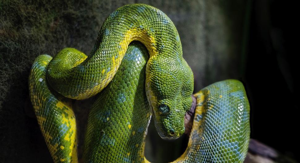 Free Stock Photo of Green Snake Curled Up on Rock | Download Free ...