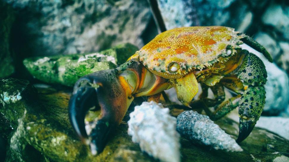 Free Stock Photo of Crab Resting on Snow-Covered Rock | Download Free ...