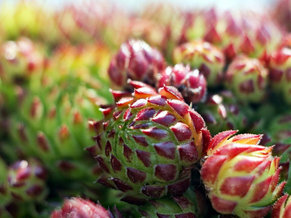 Free Stock Photo of Small plants | Download Free Images and Free ...