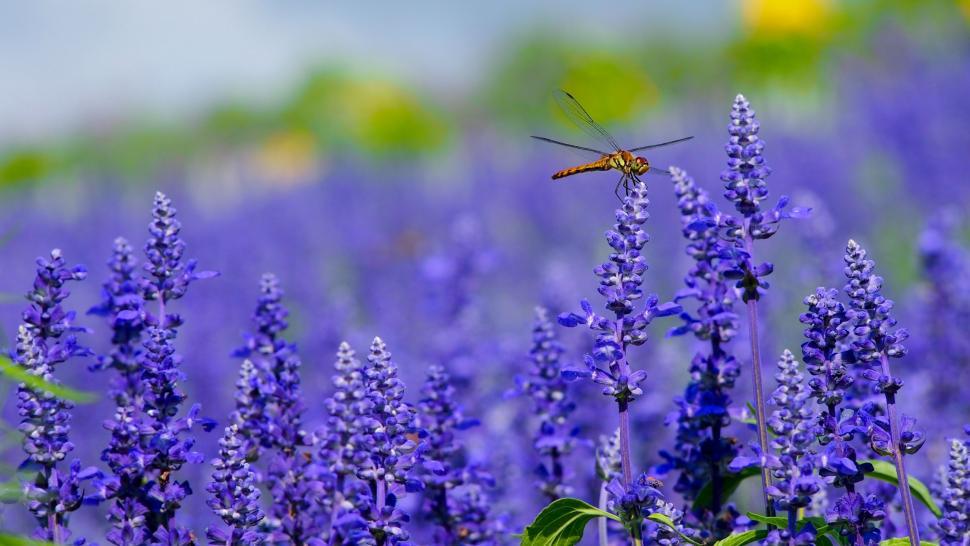 Free Stock Photo of Bug Flying Over Field of Purple Flowers | Download ...