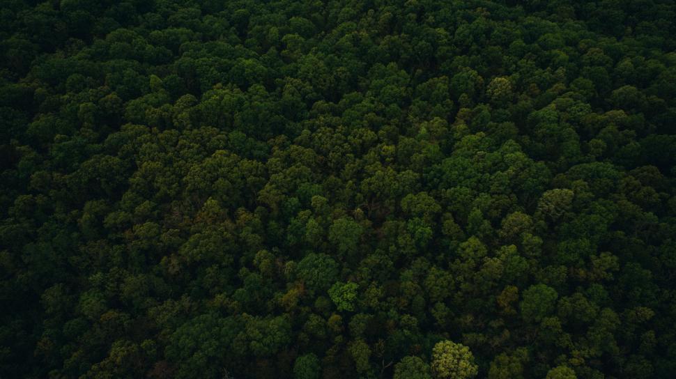 Free Stock Photo of Aerial View of Forest at Night | Download Free ...