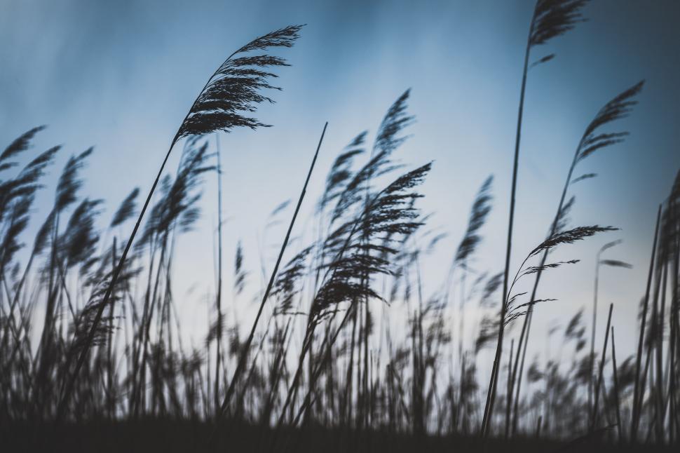 Free Stock Photo of Blowing Tall Grass in the Wind | Download Free ...