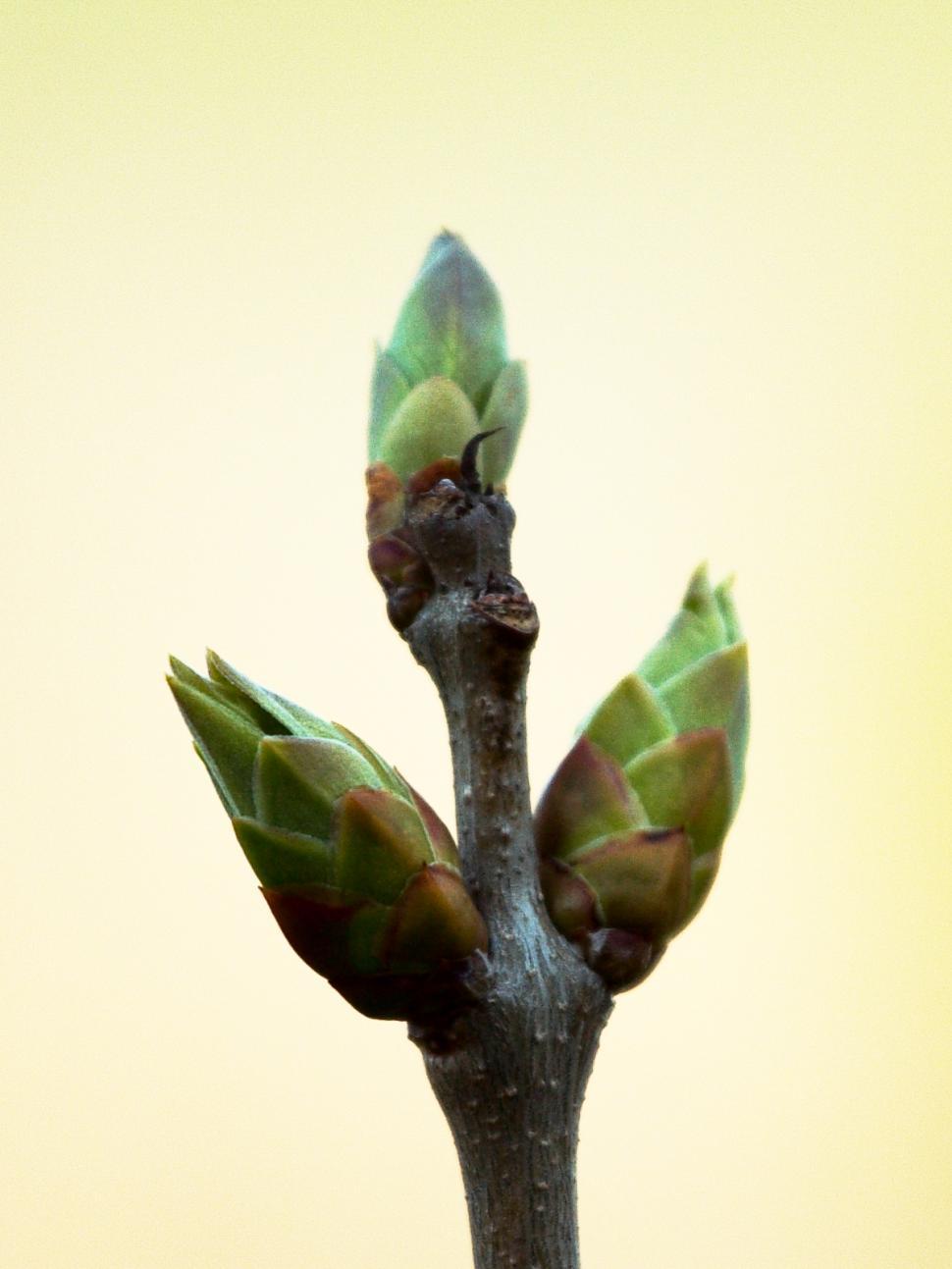 Free Stock Photo of Buds | Download Free Images and Free Illustrations