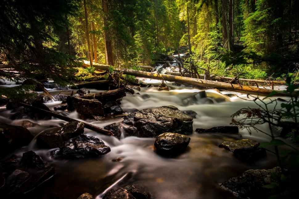 Free Stock Photo of Stream Flowing Through Lush Green Forest | Download ...