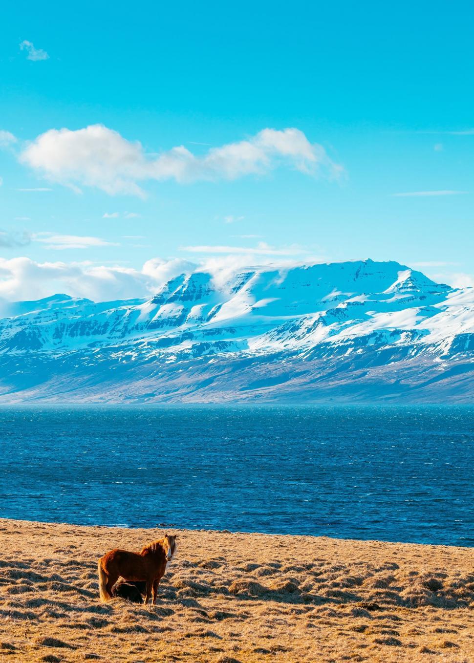 Free Stock Photo of Two Animals Standing on Sandy Beach | Download Free ...