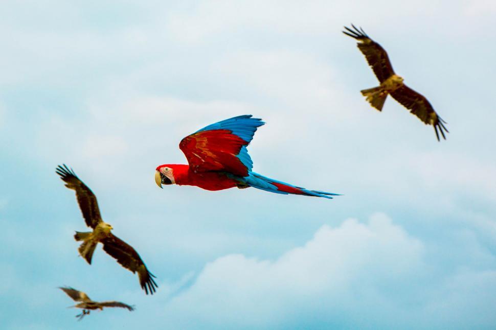 Free Stock Photo of parachute sky bird rescue equipment | Download Free ...