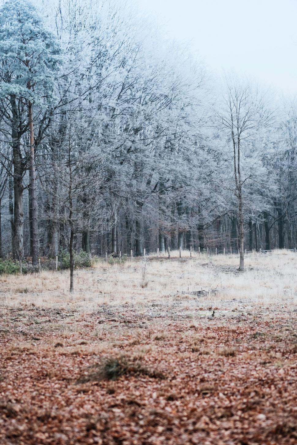 Free Stock Photo of Snow Covered Field With Trees in Background ...