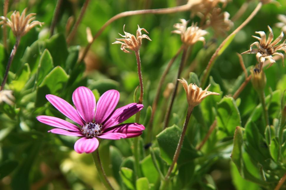 Free Stock Photo of flowers | Download Free Images and Free Illustrations