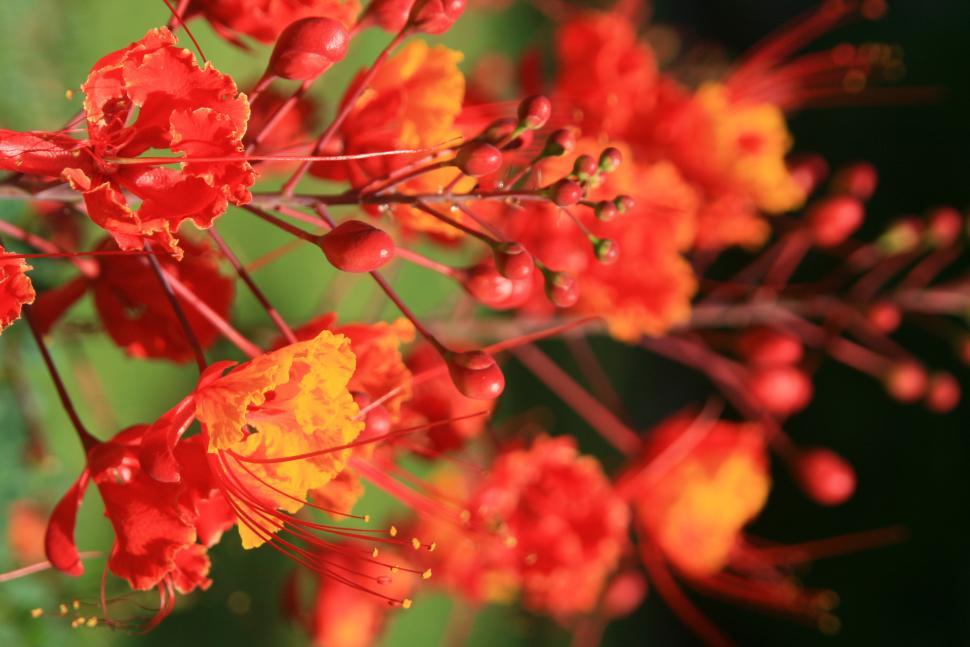 Free Stock Photo of flowers | Download Free Images and Free Illustrations