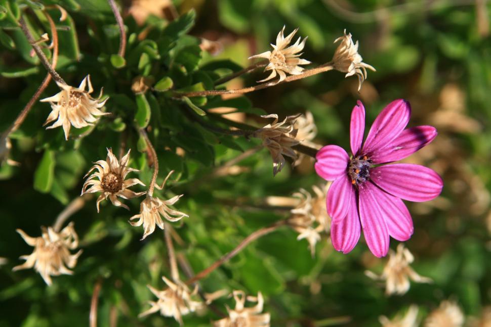 Free Stock Photo of flowers | Download Free Images and Free Illustrations