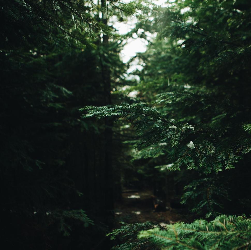 Free Stock Photo of Dense Green Forest Filled With Trees | Download ...