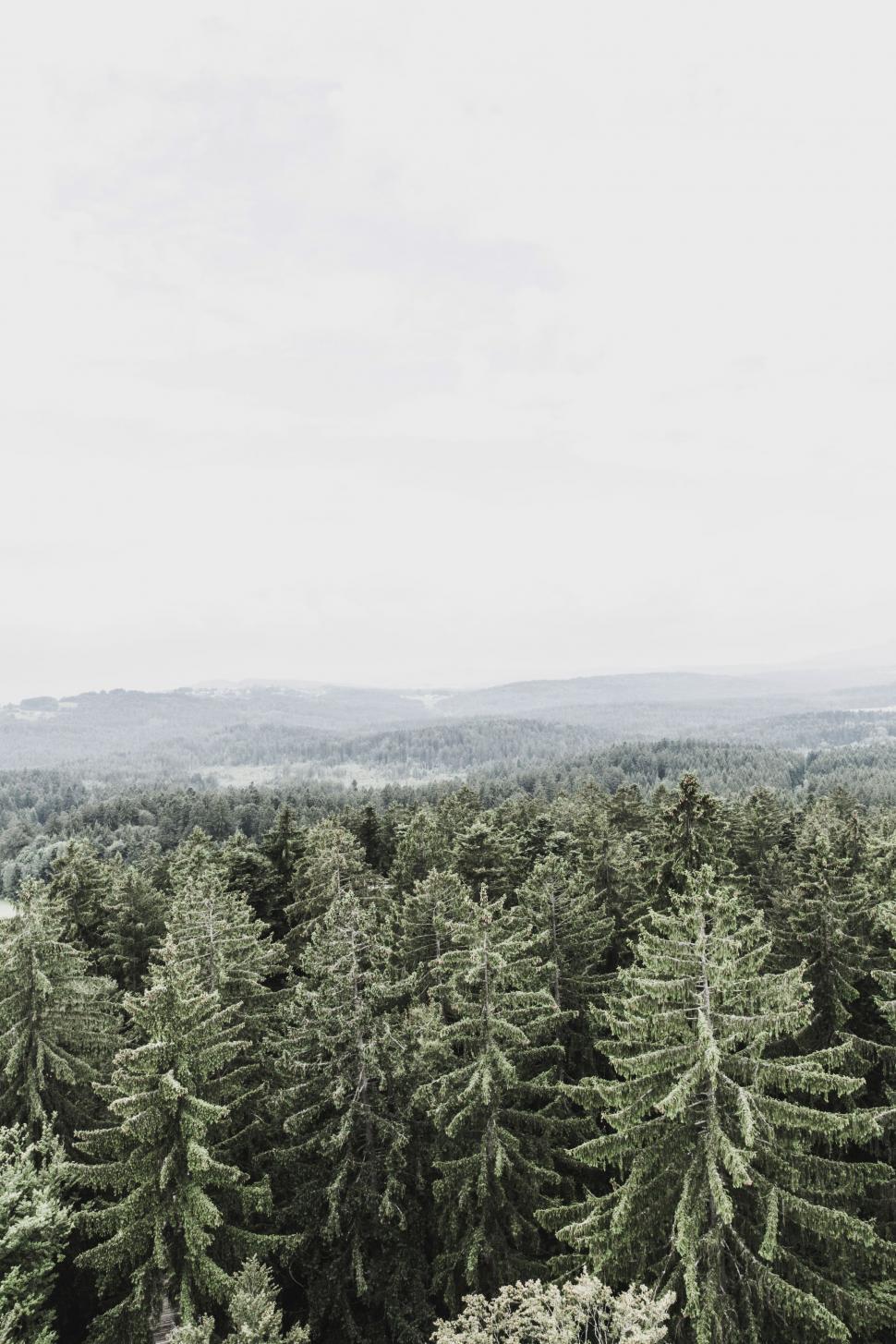 Free Stock Photo of Dense Forest Landscape in Monochrome | Download ...