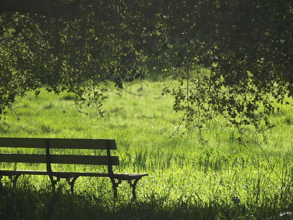 Free Stock Photo of Park Bench in Shade of Tree | Download Free Images ...