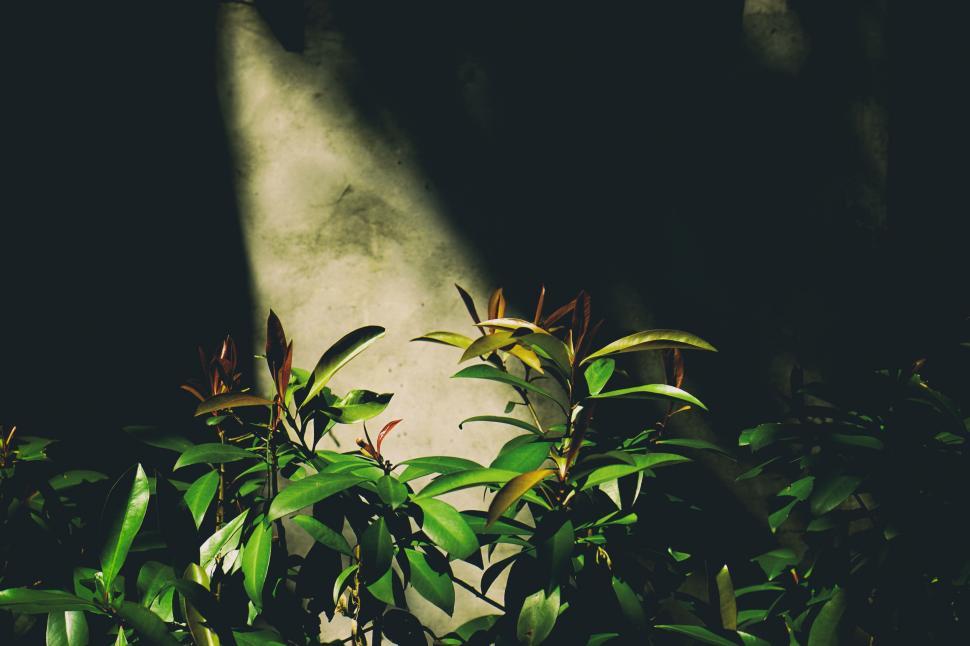 Free Stock Photo of Sunlight Filtering Through Plant Leaves | Download ...