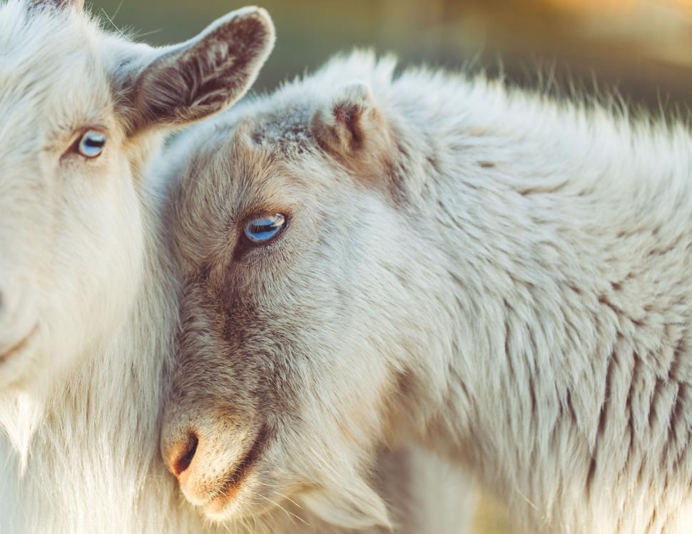 Free Stock Photo of Two Goats Standing Together | Download Free Images ...