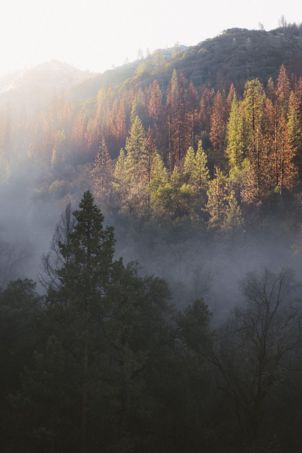 Misty Forest Wallpapers 4k 100,000+ Free Foggy Forest & Forest Images