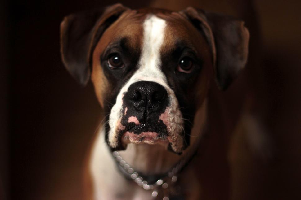 Free Stock Photo of dog boxer canine domestic animal animal | Download ...
