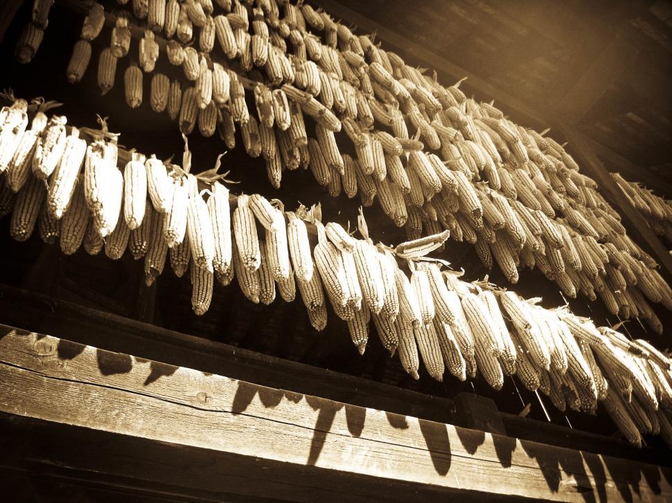 Free Stock Photo of drying corn | Download Free Images and Free ...