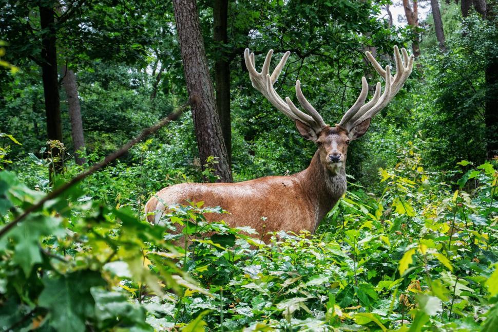 Free Stock Photo of Red Deer Standing in Forest | Download Free Images ...