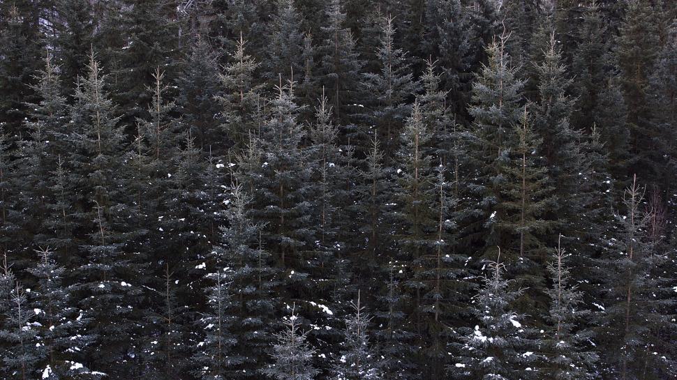 Free Stock Photo of Black and White Forest Scene | Download Free Images ...