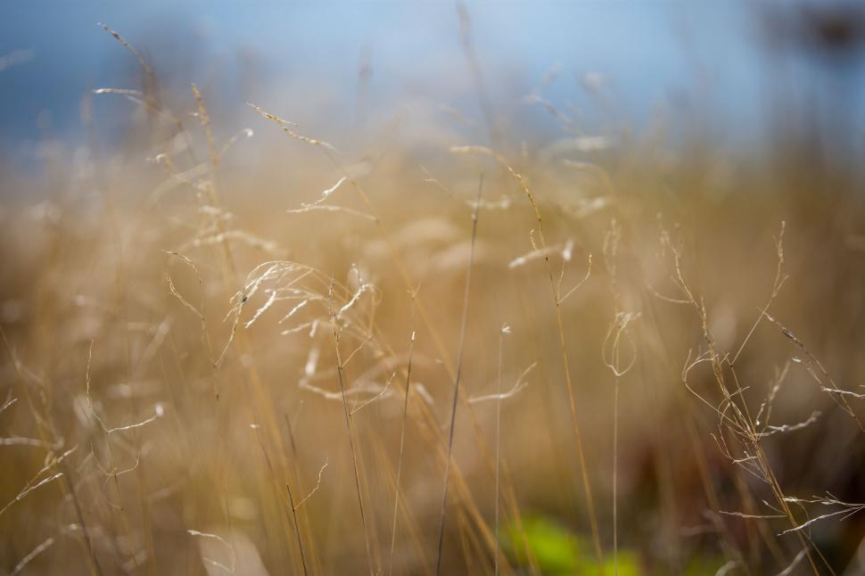 Free Stock Photo of Blurry Field of Tall Grass | Download Free Images ...