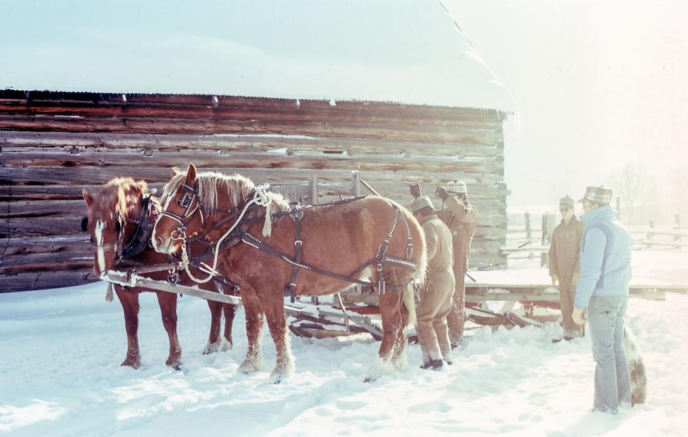 Free Stock Photo of ox cattle bovine oxcart bovid cart wagon sled ...