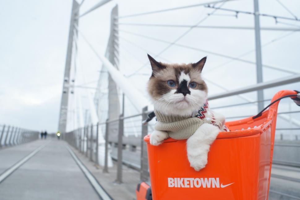 Free Stock Photo of Cat Sitting on Top of an Orange Shopping Cart ...