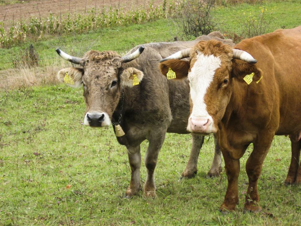 Free Stock Photo of cow | Download Free Images and Free Illustrations