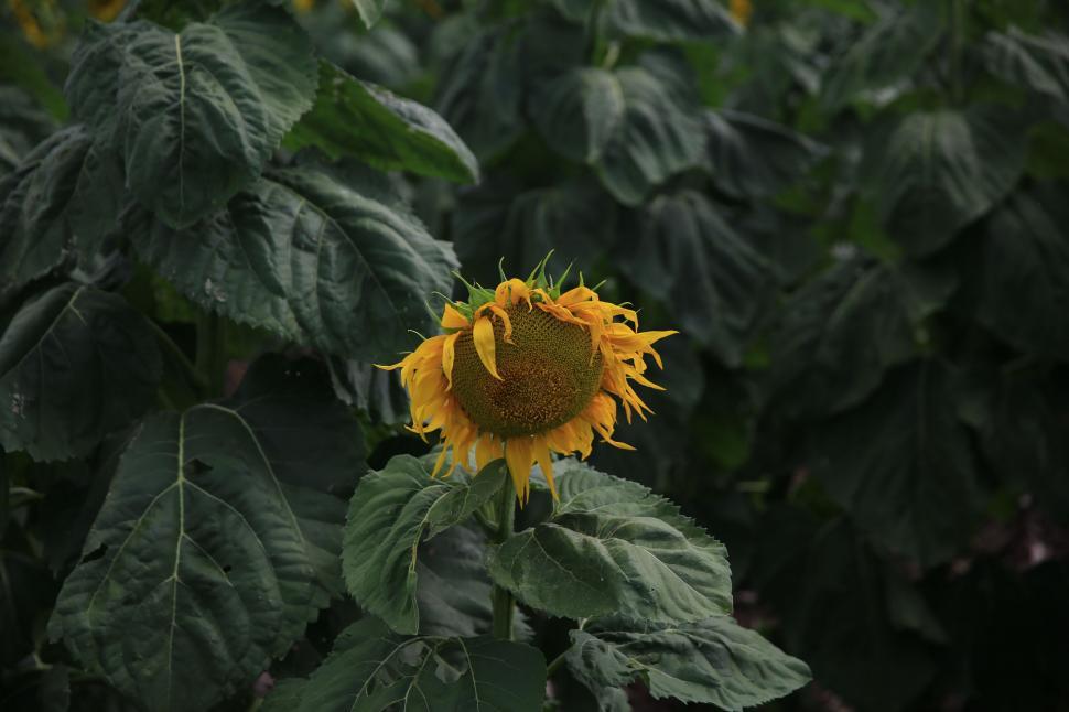 Free Stock Photo of Large Sunflower Standing Tall in Field | Download ...