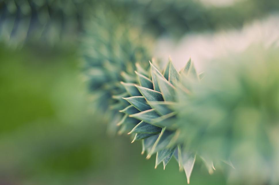 Free Stock Photo of Close Up of Green Plant With Blurry Background ...